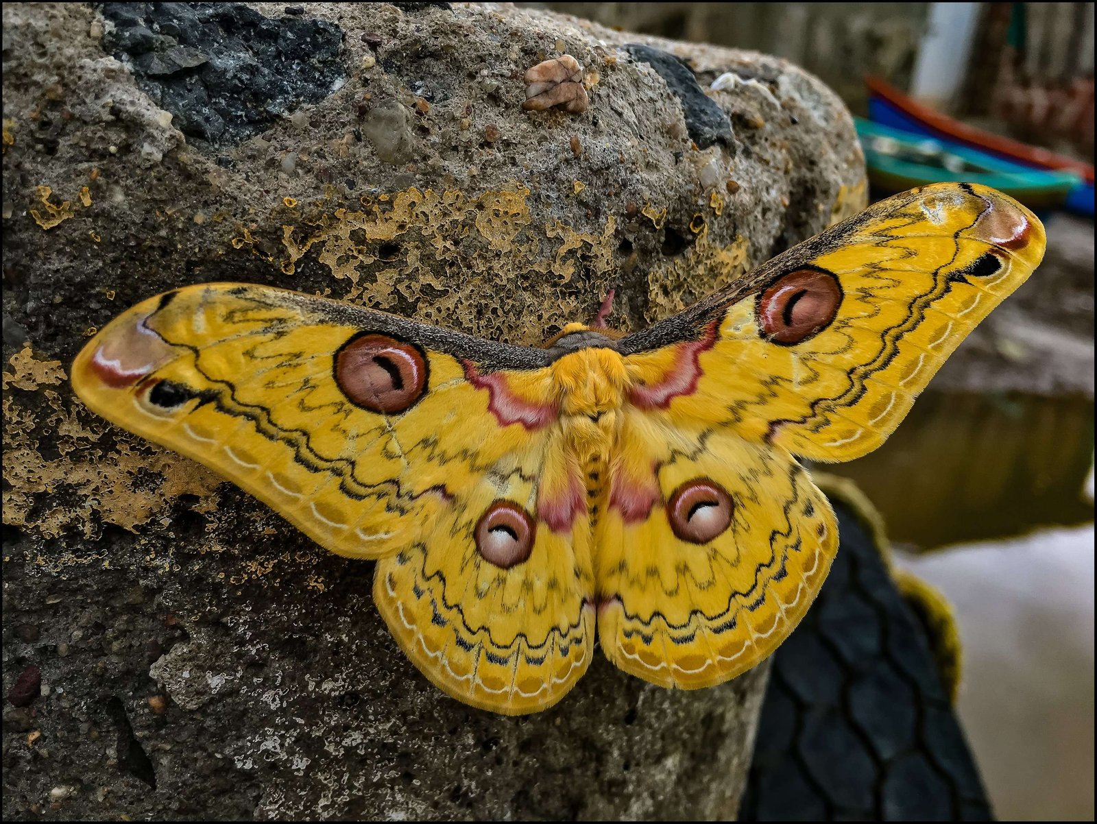 On passing flutters… - Golden Emperor Moth, Western Ghats, India