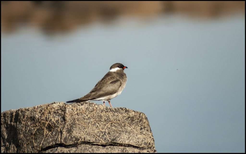 on summer capers… Rock Pratincole - travel, travails and heck...