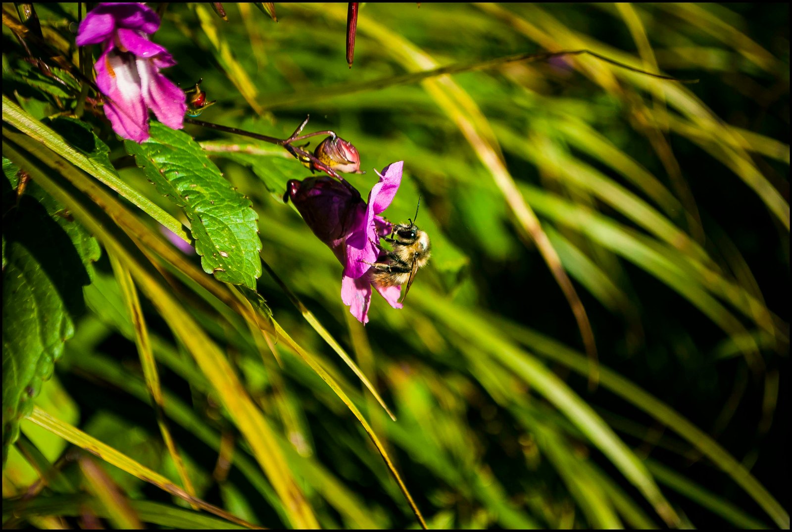 on the benevolent bumblebee… - travel, travails and heck...