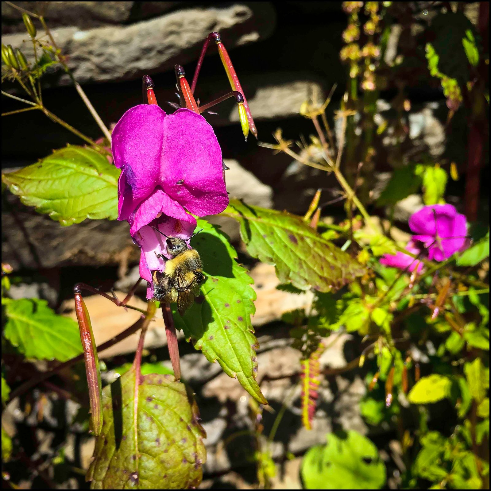 on the benevolent bumblebee… - travel, travails and heck...