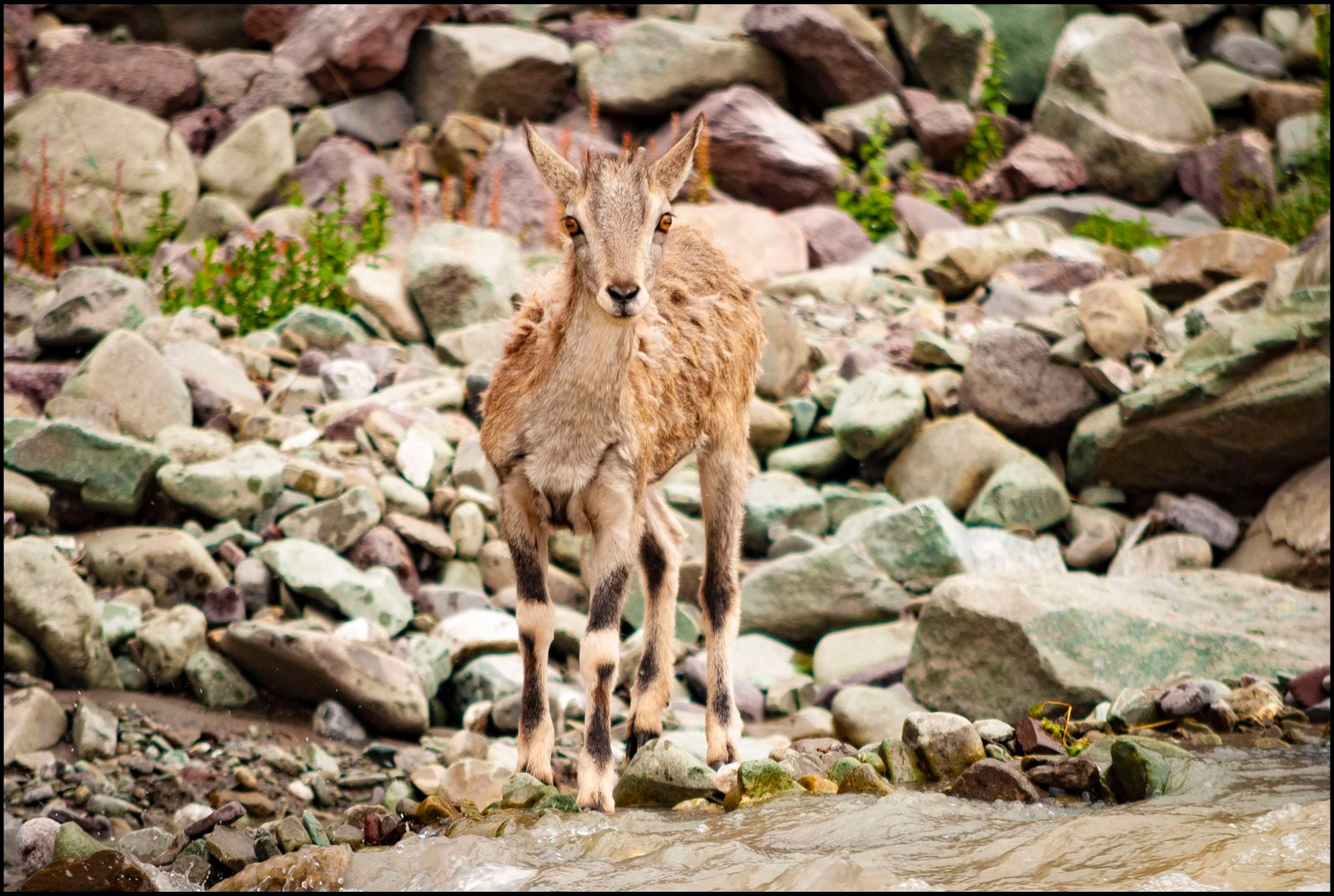 On blues of the blue sheep… - travel, travails and heck...