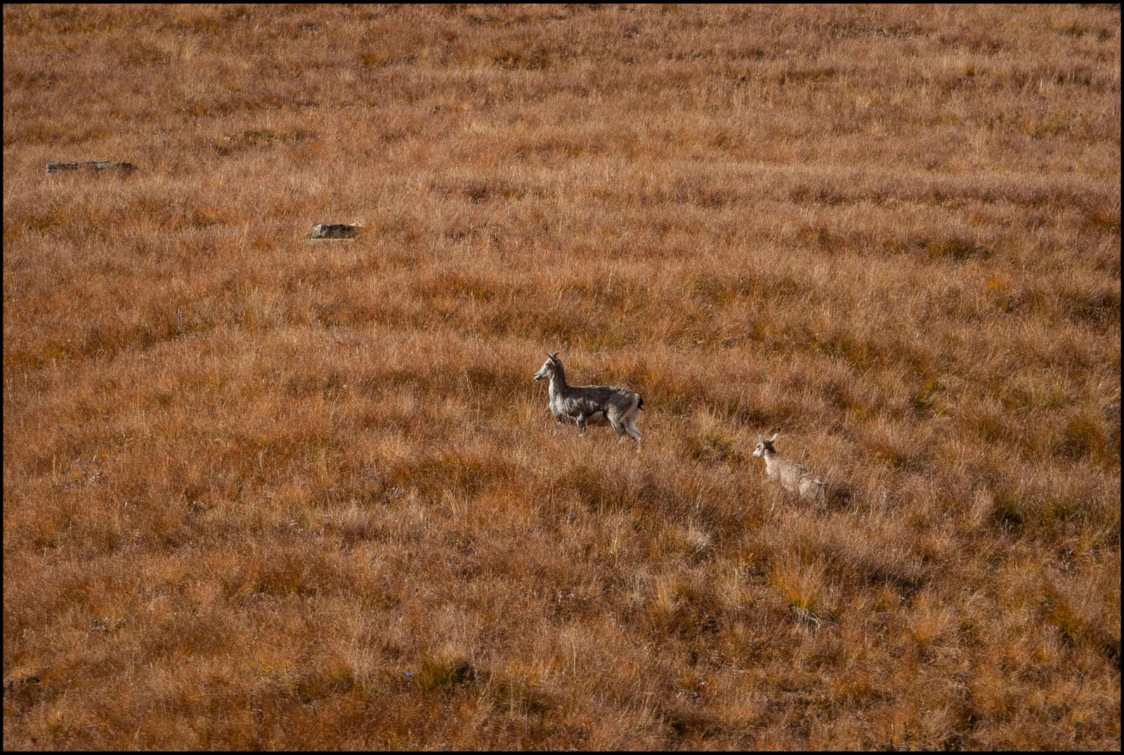 On blues of the blue sheep… - travel, travails and heck...