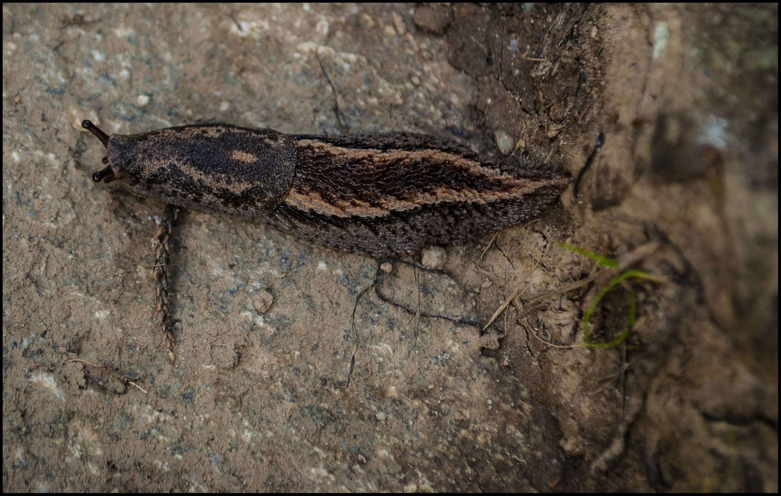 Innocuous invertebrates - Insects of Himalaya - travel travails and heck